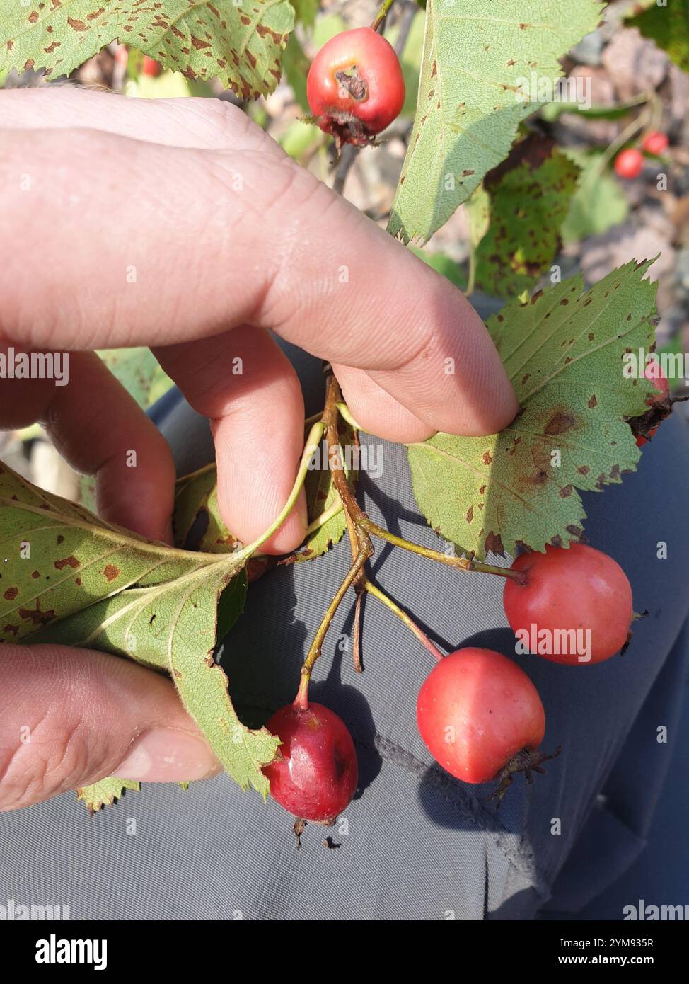 Hairy Cockspurthorn (Crataegus submollis Stock Photo - Alamy