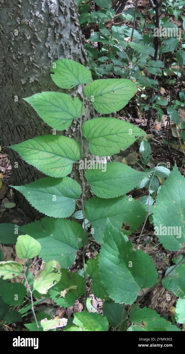 common hackberry (Celtis occidentalis Stock Photo - Alamy