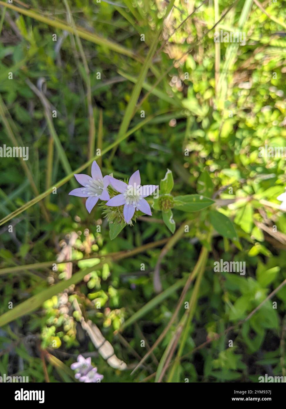 largeflower Mexican clover (Richardia grandiflora Stock Photo - Alamy