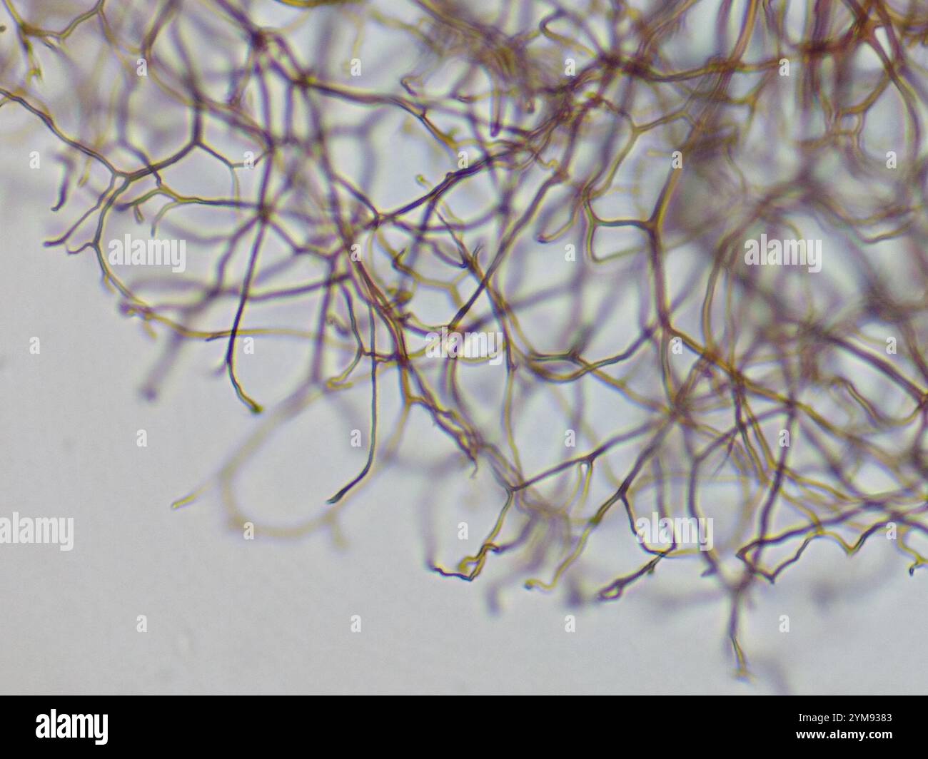 Comatricha elegans hi-res stock photography and images - Alamy