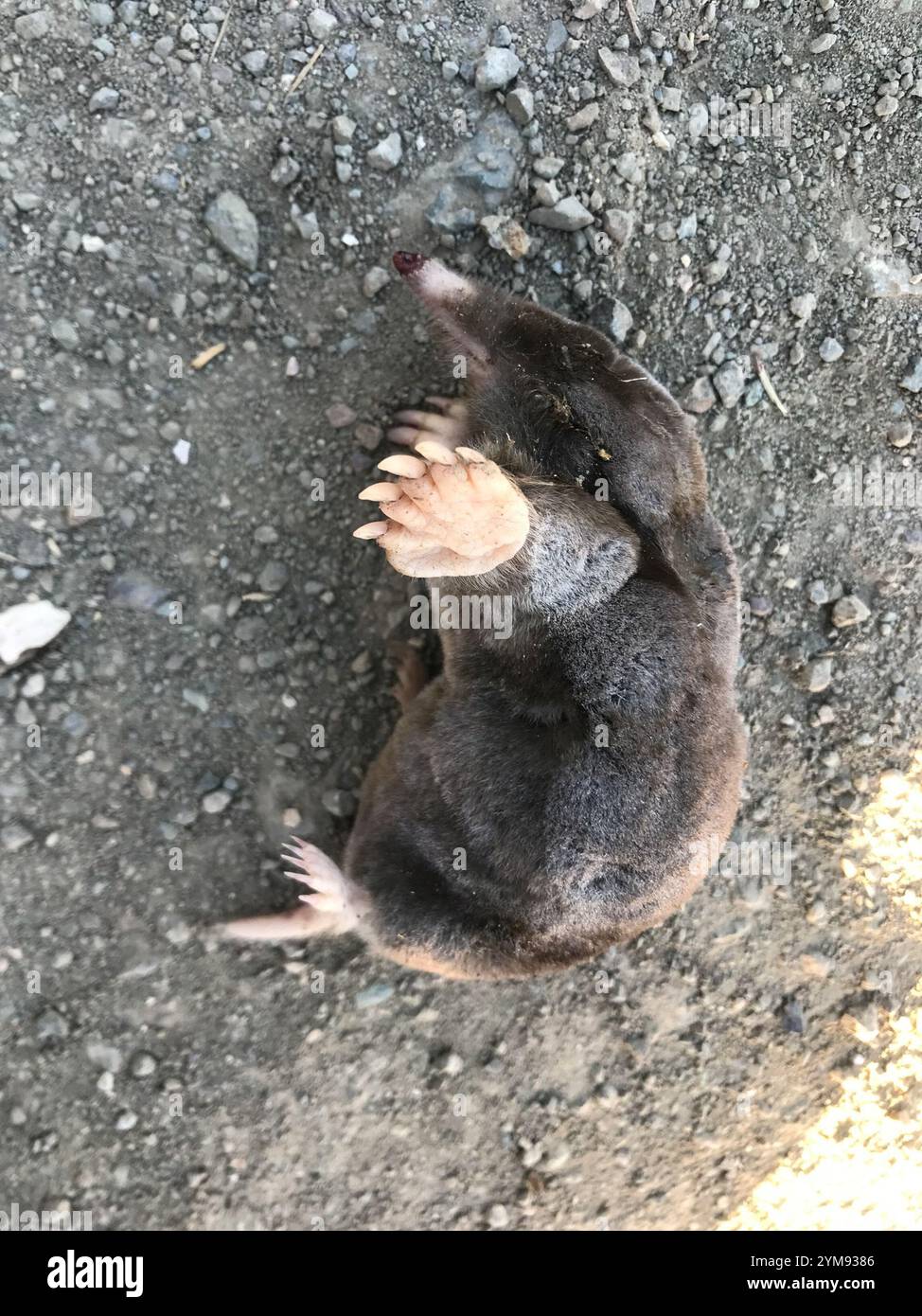 Broad-footed Mole (Scapanus latimanus Stock Photo - Alamy