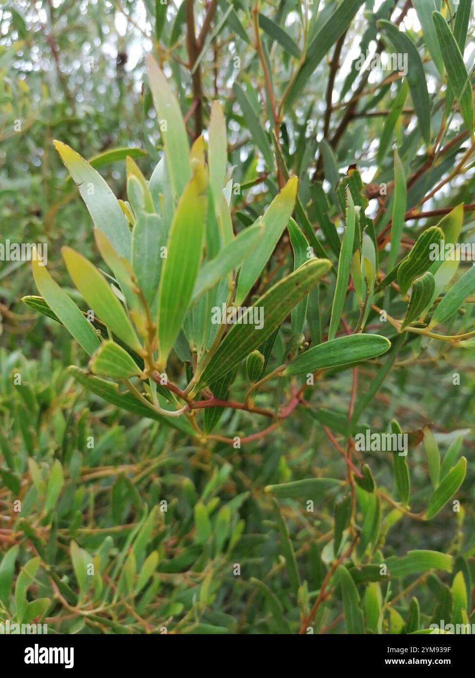 western coastal wattle (Acacia cyclops Stock Photo - Alamy