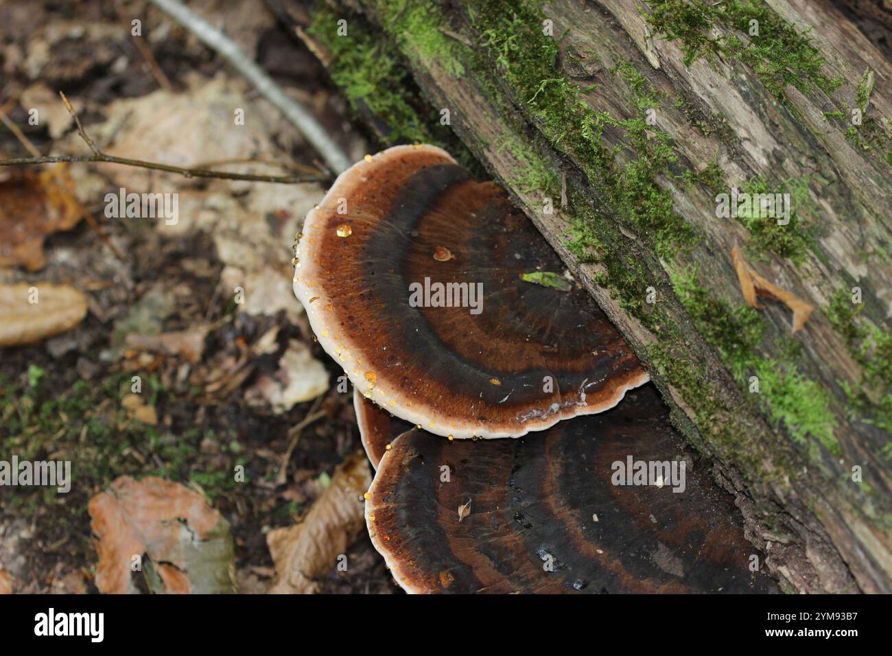 Resinous Polypore (Ischnoderma resinosum Stock Photo - Alamy