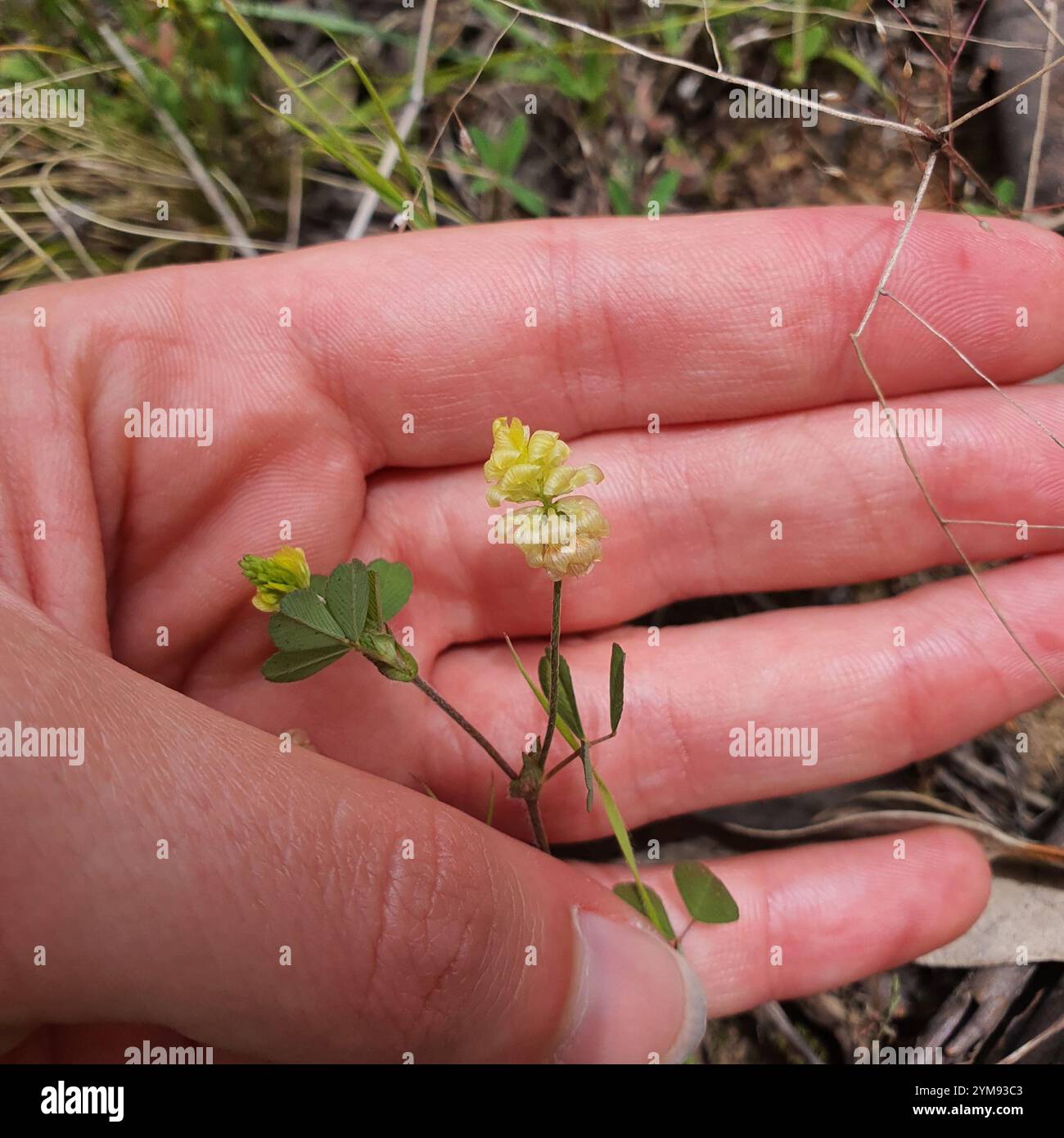hop trefoil (Trifolium campestre Stock Photo - Alamy