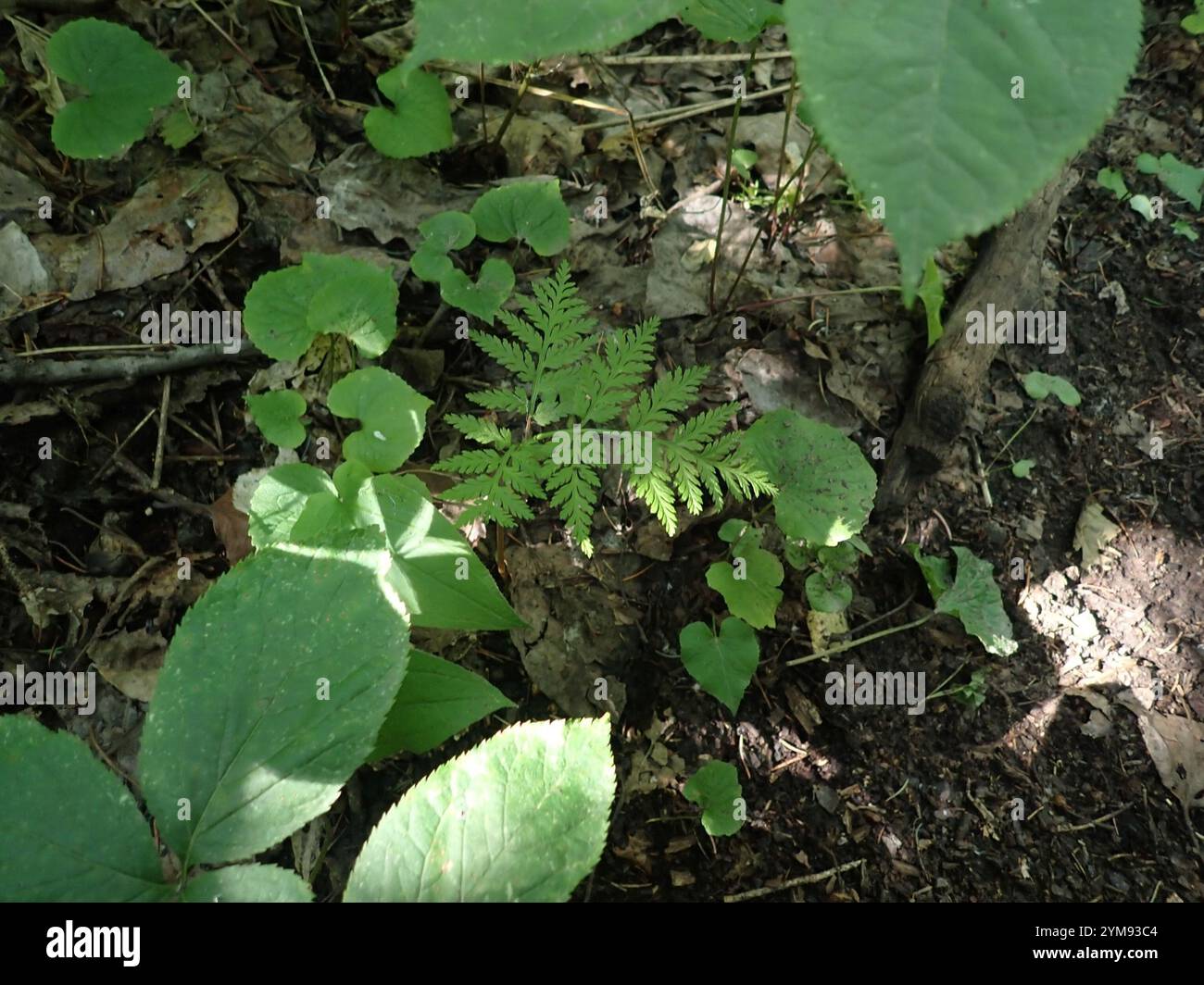 rattlesnake fern (Botrypus virginianus Stock Photo - Alamy