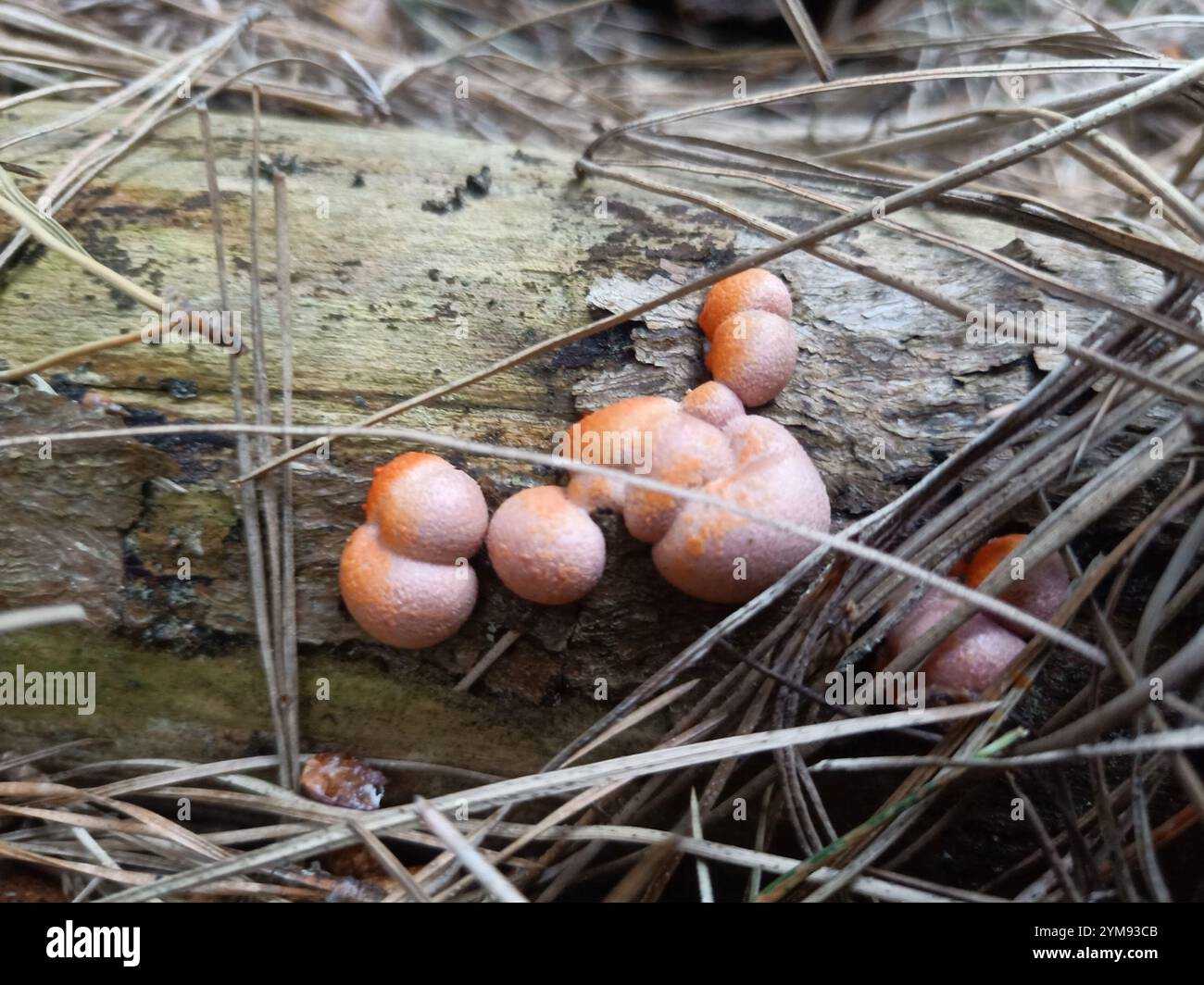 Wolf's Milk (Lycogala epidendrum Stock Photo - Alamy