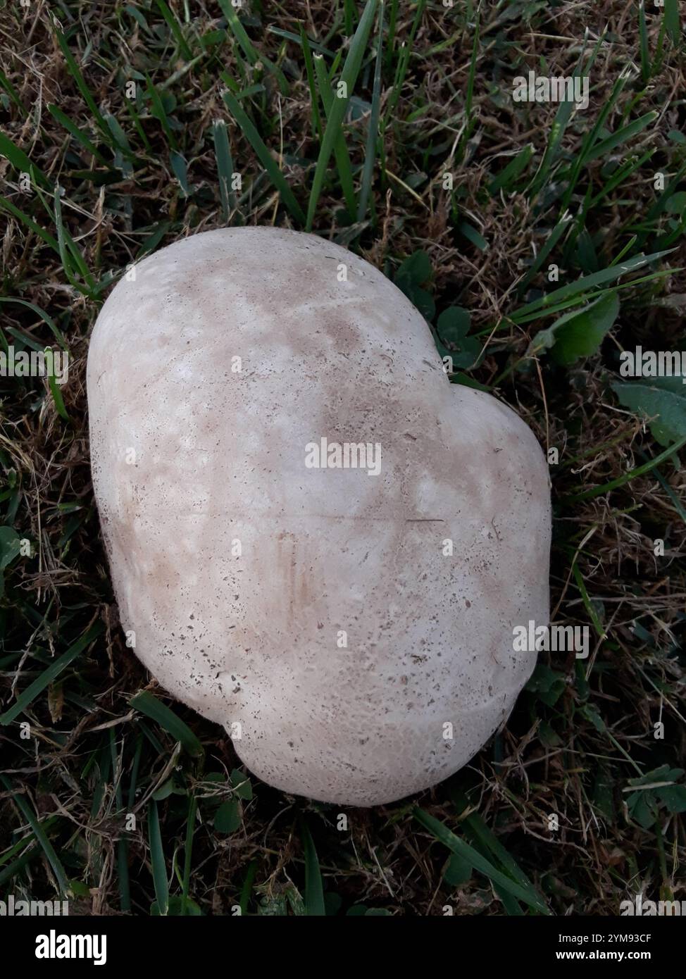 Purple-spored Puffball (Calvatia cyathiformis Stock Photo - Alamy