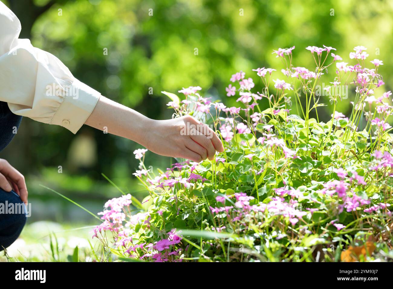 Parts of a flower hi-res stock photography and images - Alamy