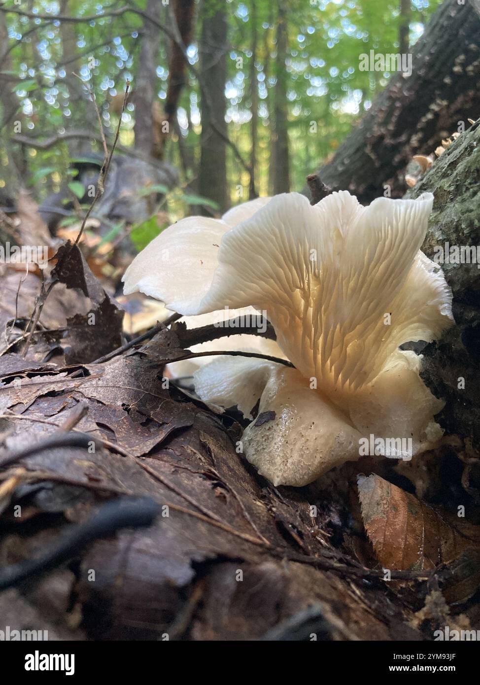 pale oyster (Pleurotus pulmonarius Stock Photo - Alamy