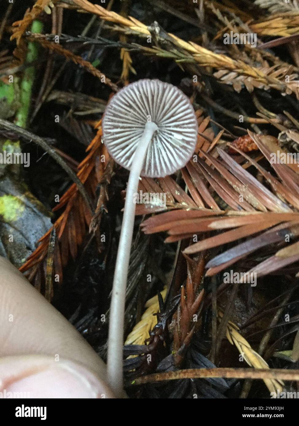 purple-edge bonnet (Mycena purpureofusca Stock Photo - Alamy