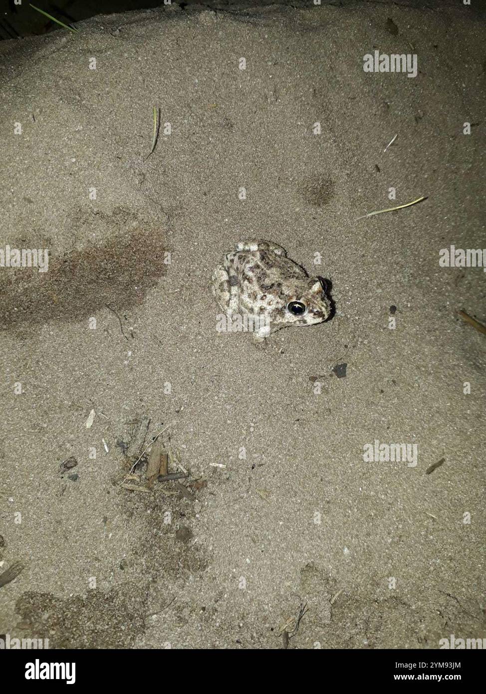 Cape sand frog (Tomopterna delalandii Stock Photo - Alamy