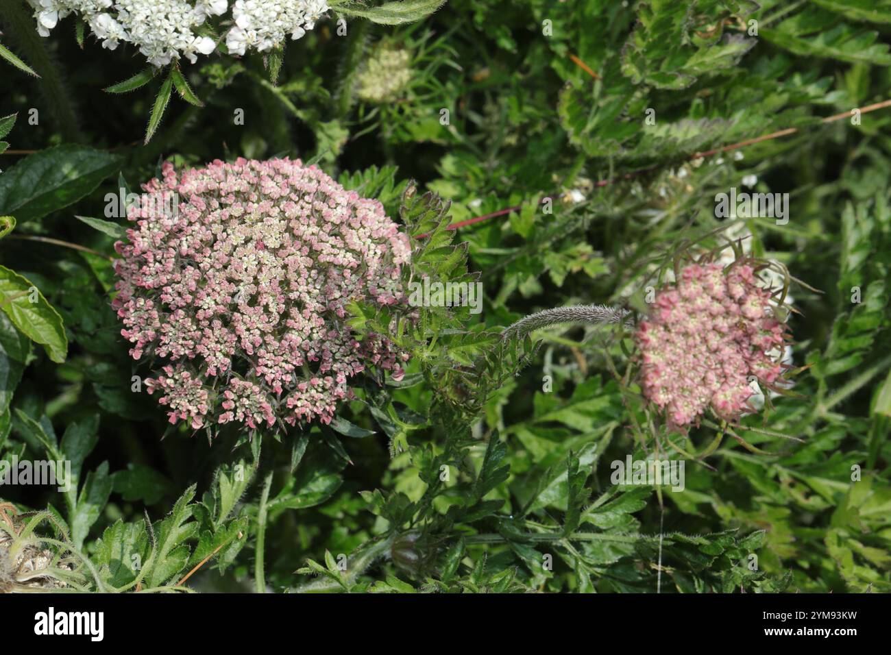 Sea Carrot (Daucus carota gummifer Stock Photo - Alamy