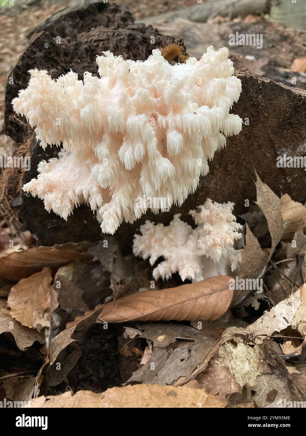 Bear’s head tooth hi-res stock photography and images - Alamy