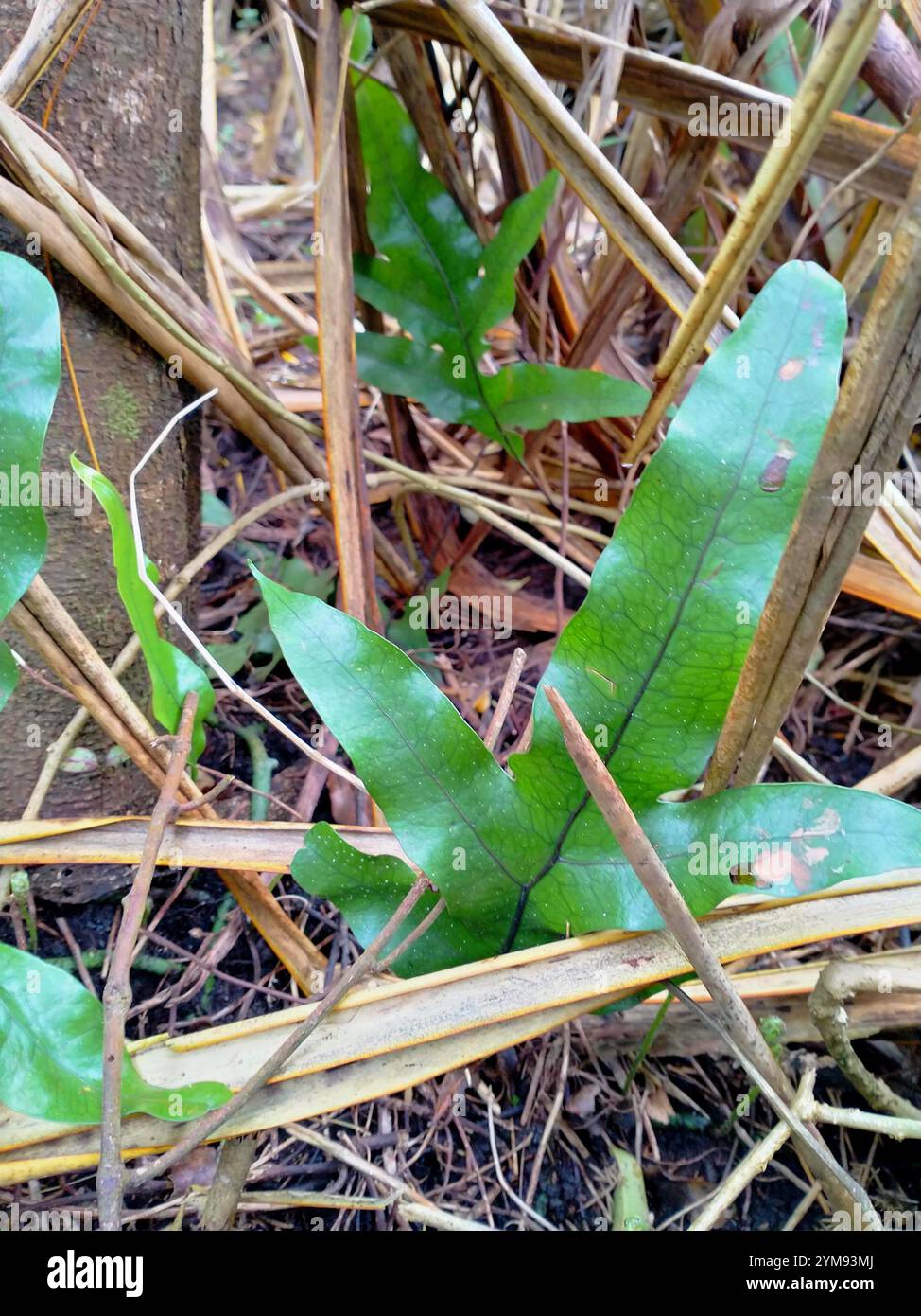 hound's tongue fern (Microsorum pustulatum Stock Photo - Alamy