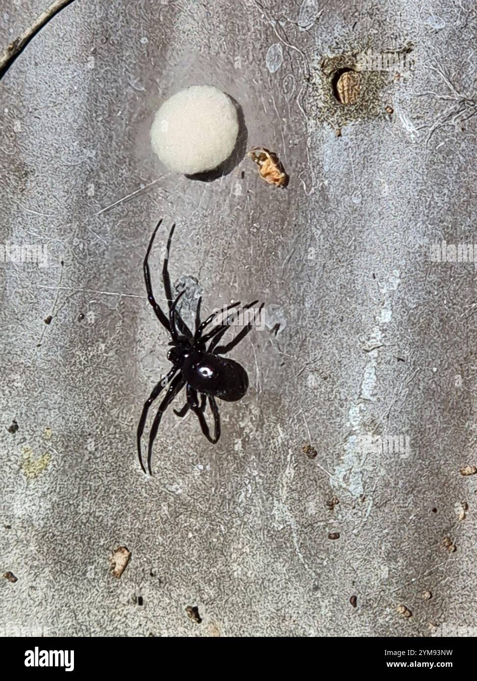 Black Cobweb Spider (Steatoda capensis Stock Photo - Alamy
