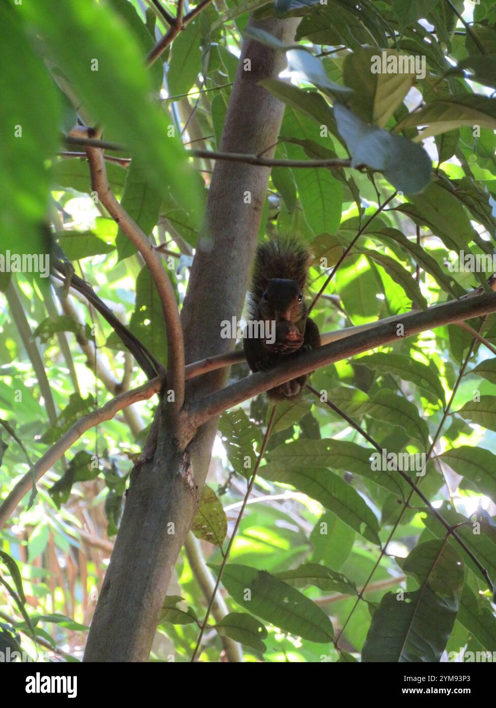 Sciurus aestuans hi-res stock photography and images - Alamy