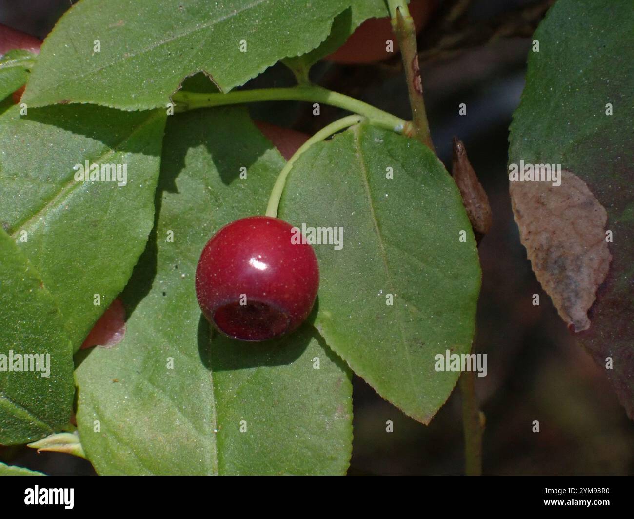 Thinleaf huckleberry hi-res stock photography and images - Alamy