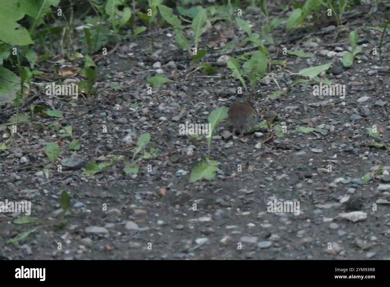 Voles, Lemmings, and Muskrats (Arvicolinae Stock Photo - Alamy