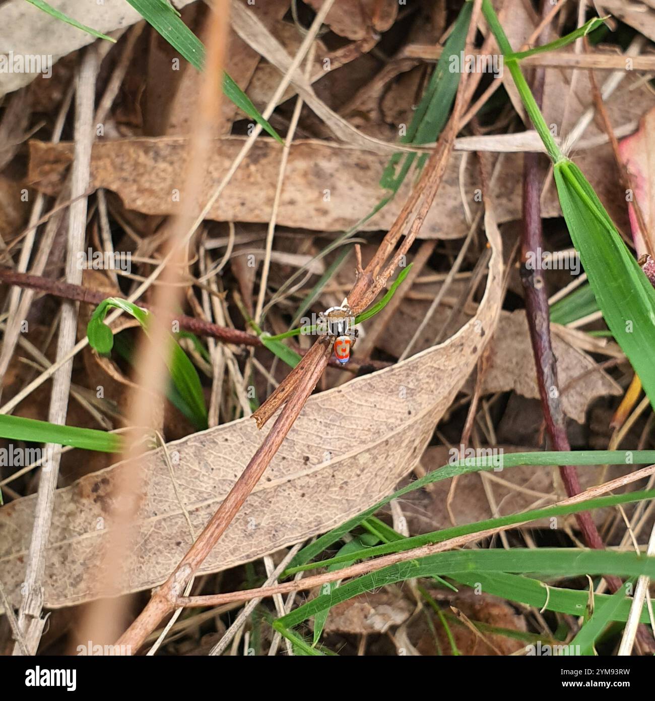 Common Peacock Spider (Maratus pavonis Stock Photo - Alamy