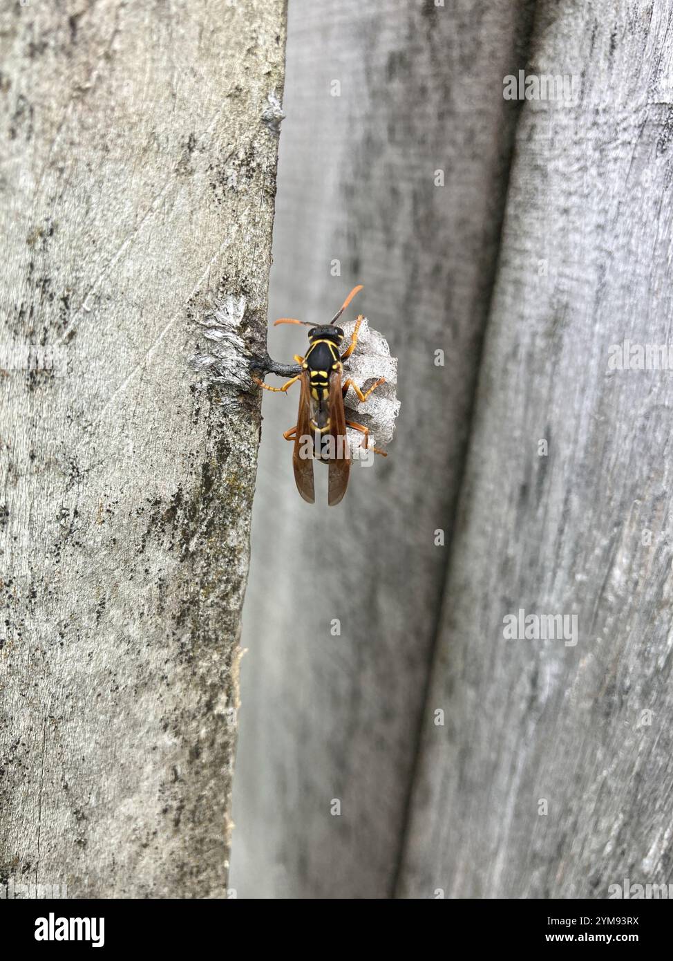 Asian paper wasp hi-res stock photography and images - Alamy