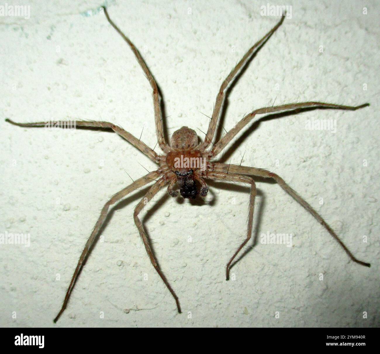 Crescent-eyed Spiders (Selenops Stock Photo - Alamy