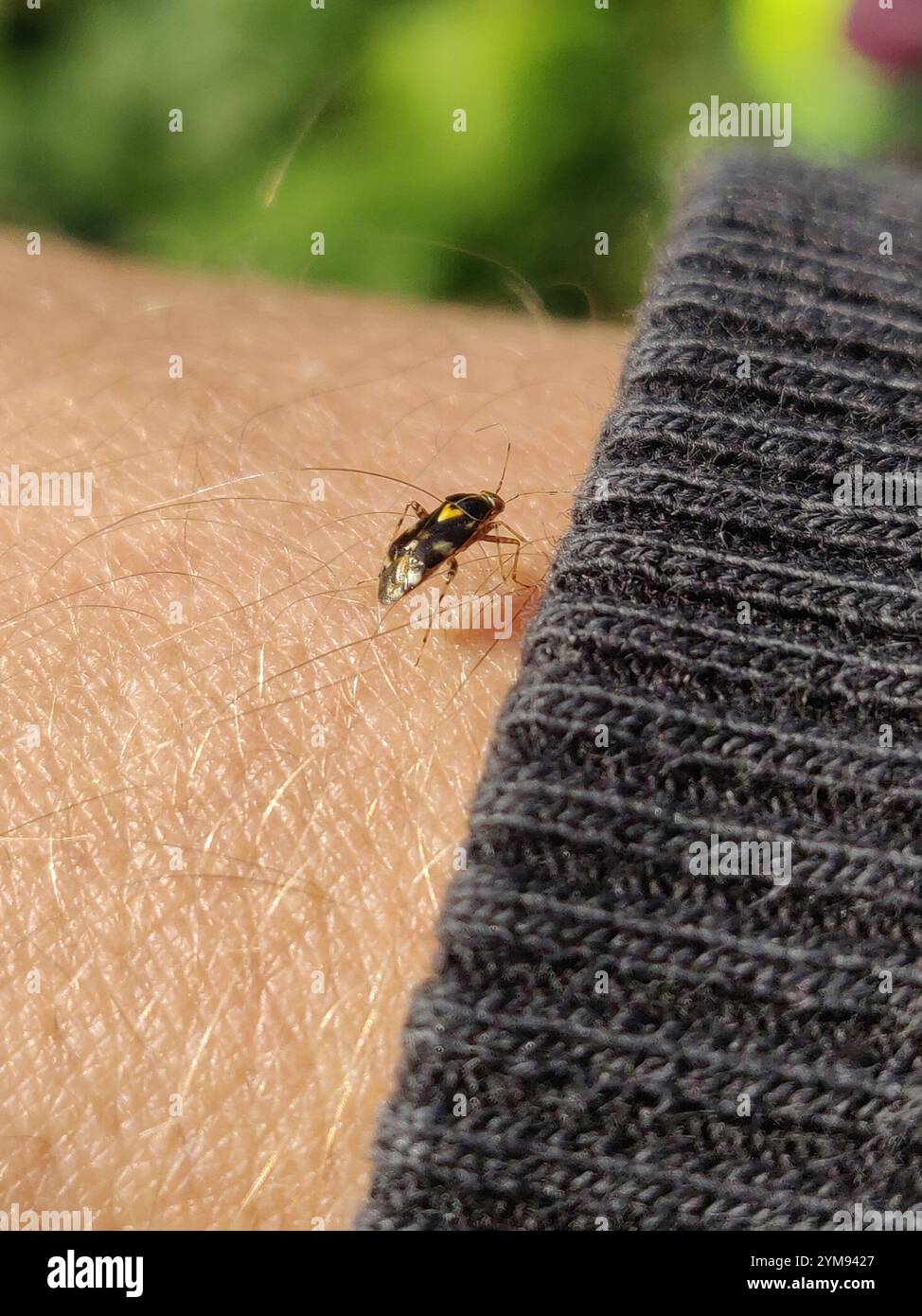 Three Spotted Nettle Bug (Liocoris tripustulatus Stock Photo - Alamy