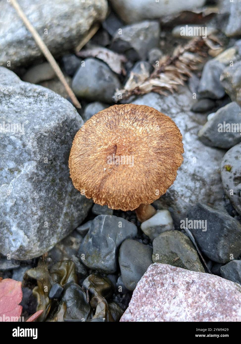Inocybe lanuginosa hi-res stock photography and images - Alamy