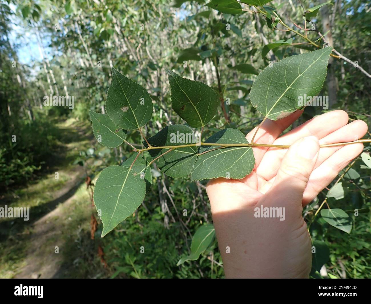 trembling aspen (Populus tremuloides Stock Photo - Alamy