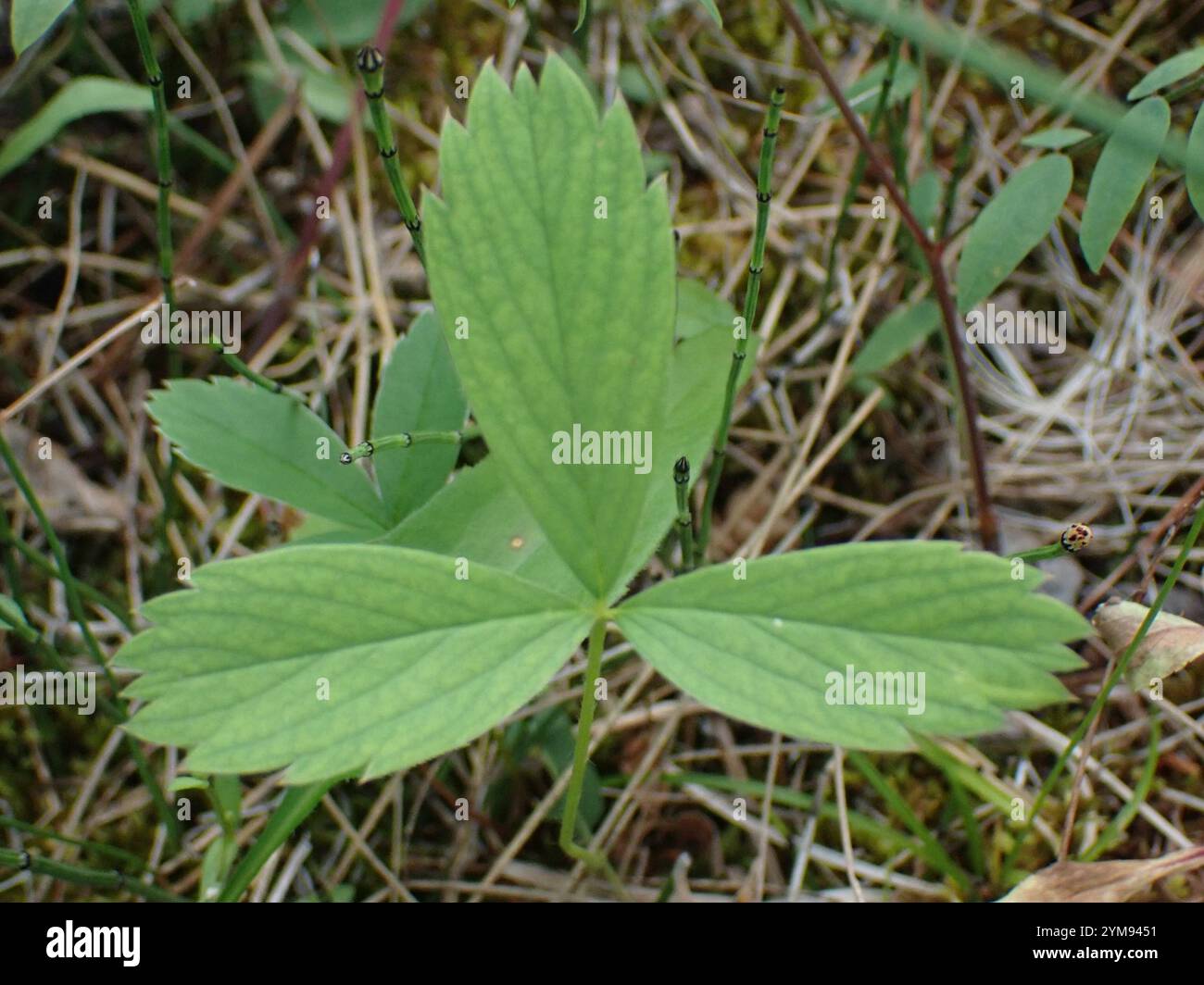 Virginia strawberry (Fragaria virginiana Stock Photo - Alamy