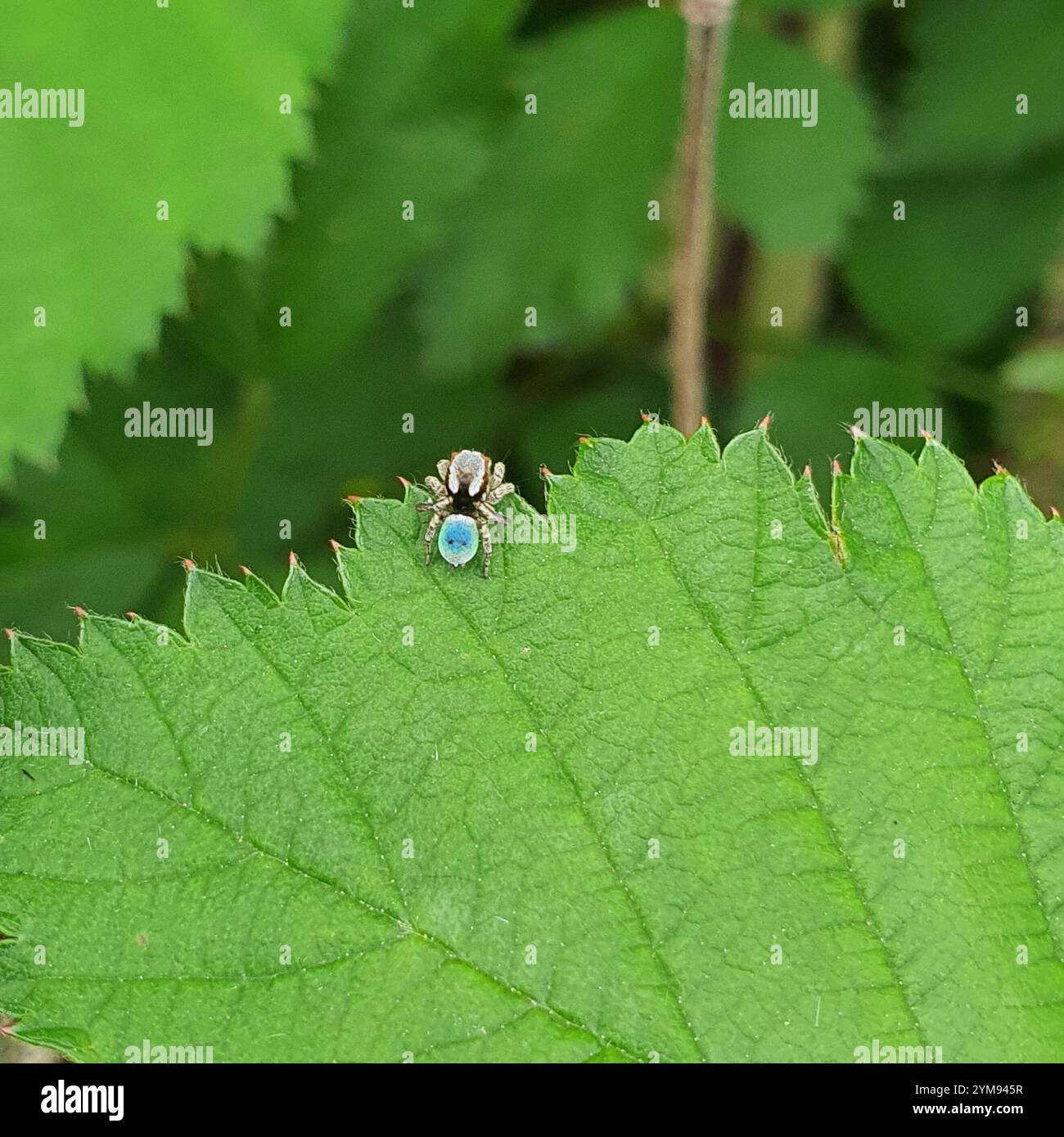 Unusual Peacock Spider (Maratus anomalus Stock Photo - Alamy