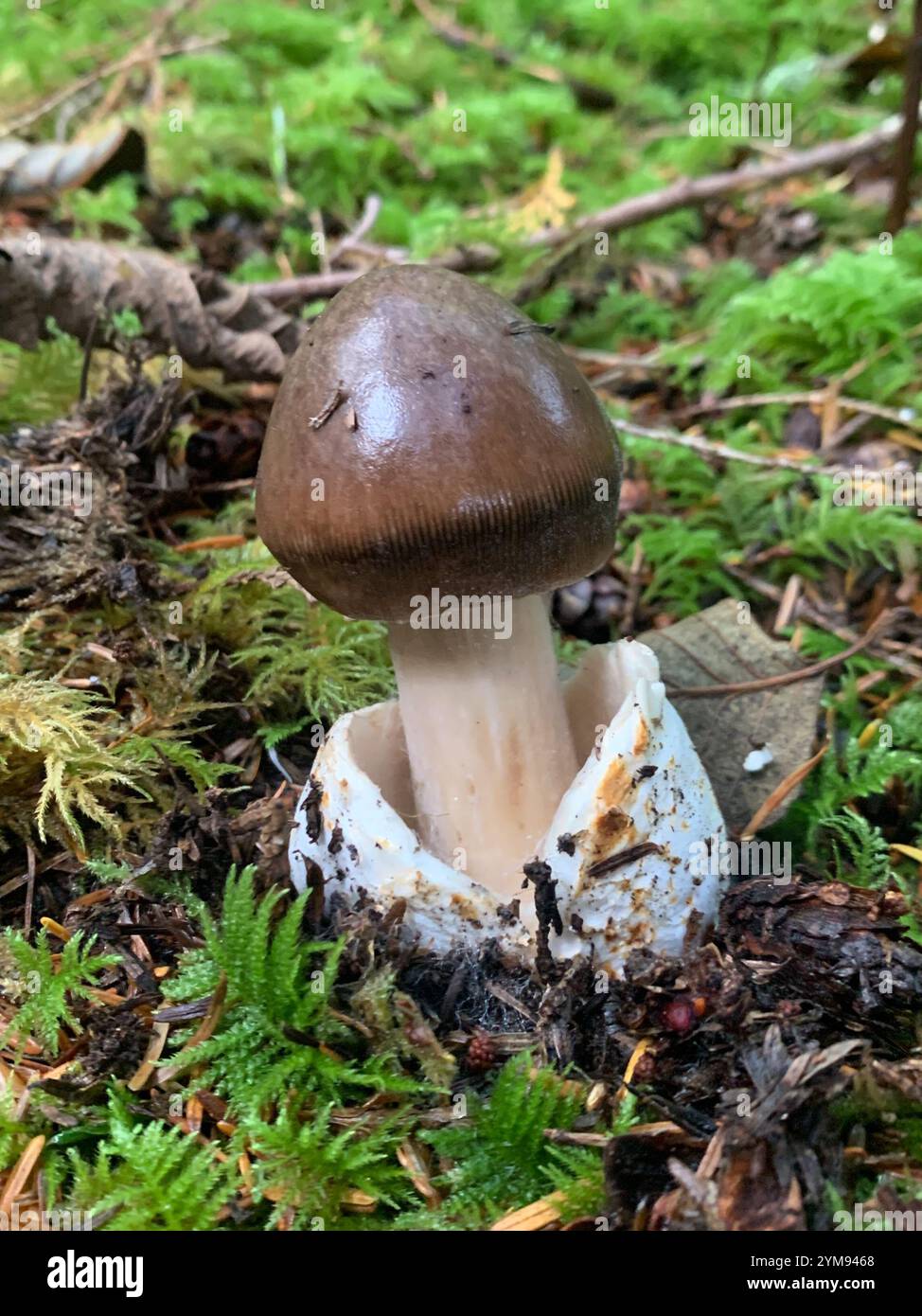 Western Grisette (Amanita pachycolea Stock Photo - Alamy