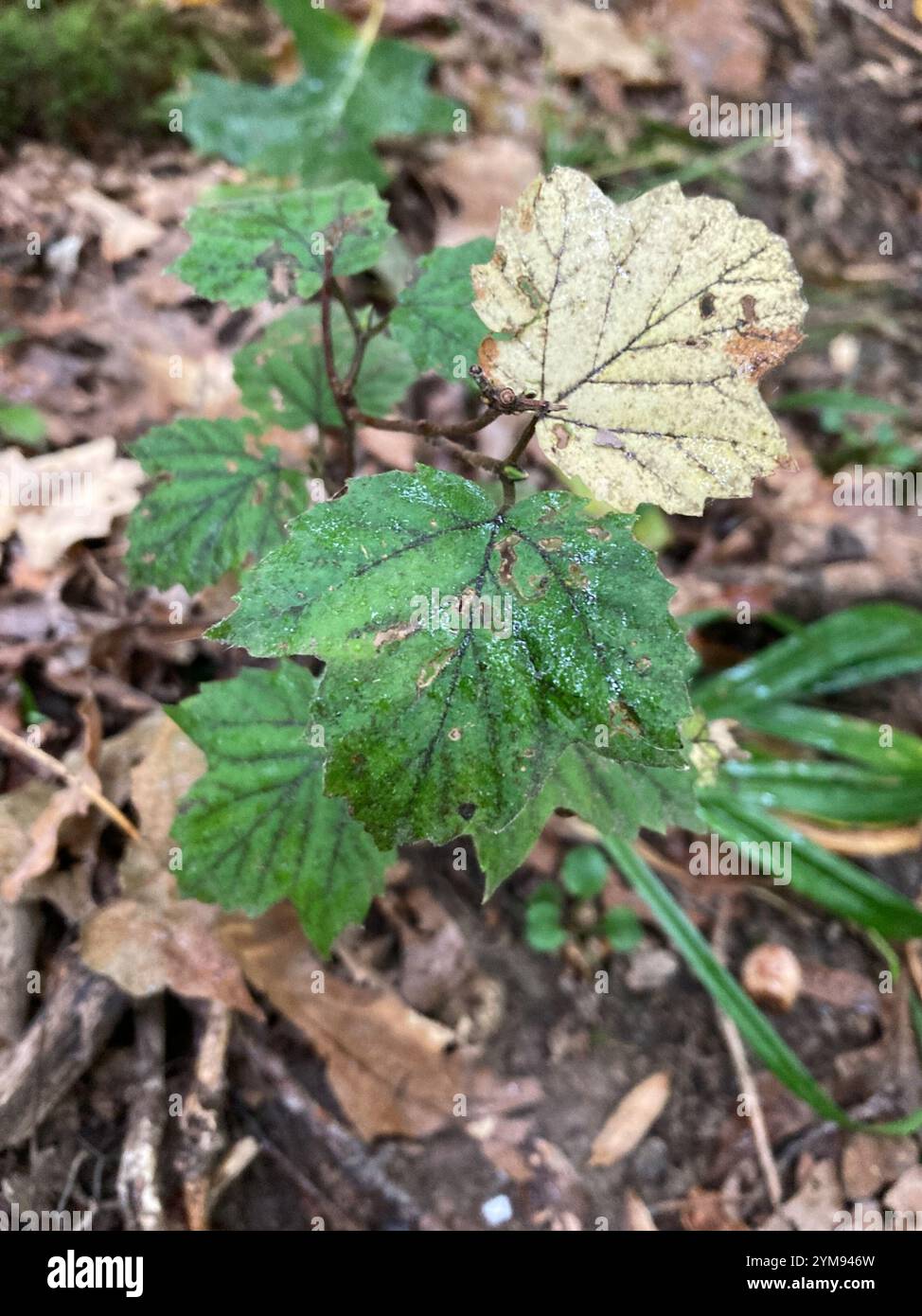 mapleleaf viburnum (Viburnum acerifolium Stock Photo - Alamy