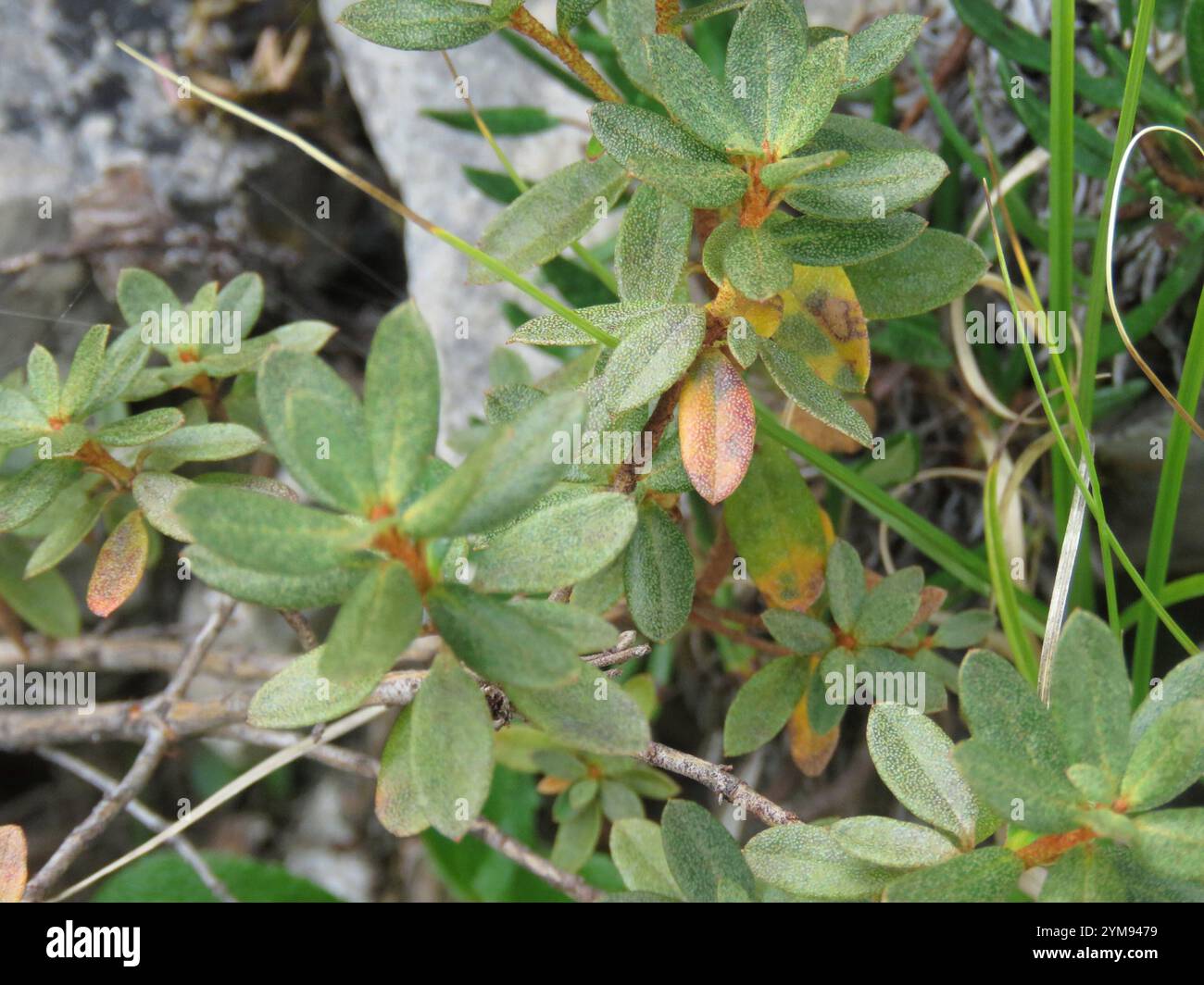 Rhododendron lapponicum hi-res stock photography and images - Alamy