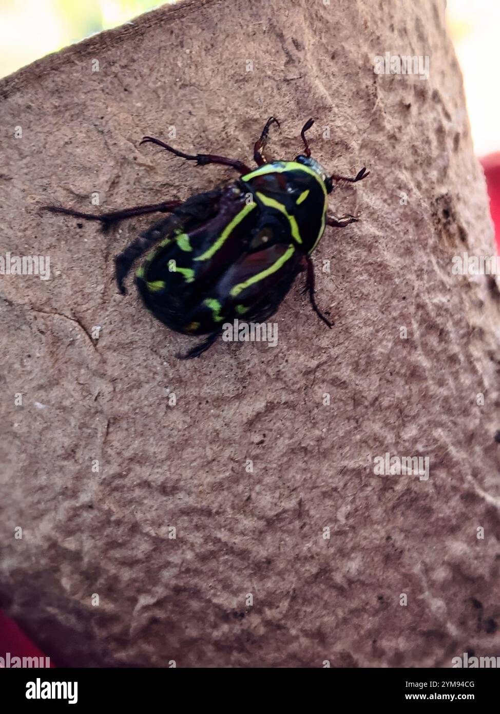 Fiddler Beetle (Eupoecila australasiae Stock Photo - Alamy