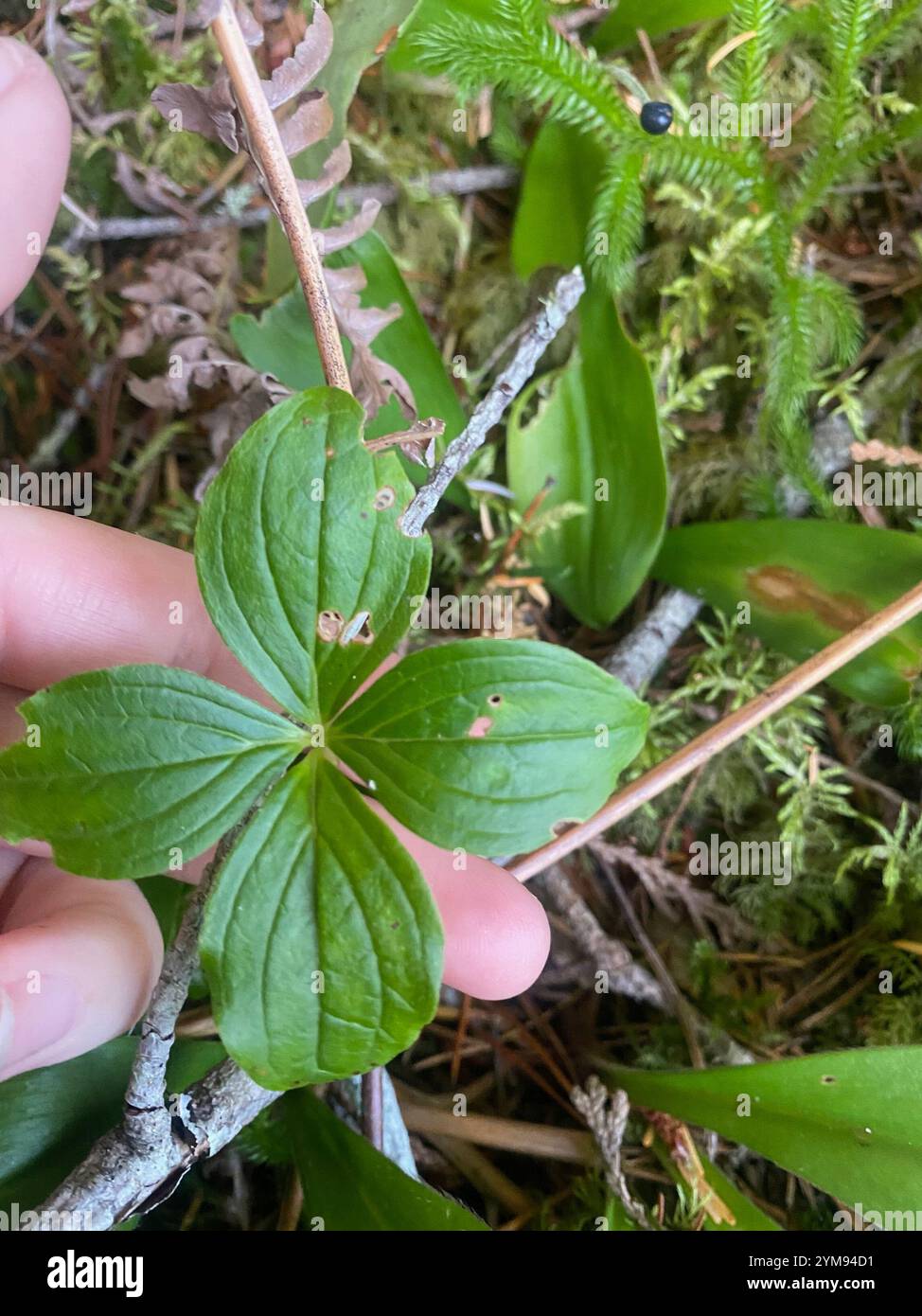 Western Bunchberry (Cornus unalaschkensis Stock Photo - Alamy