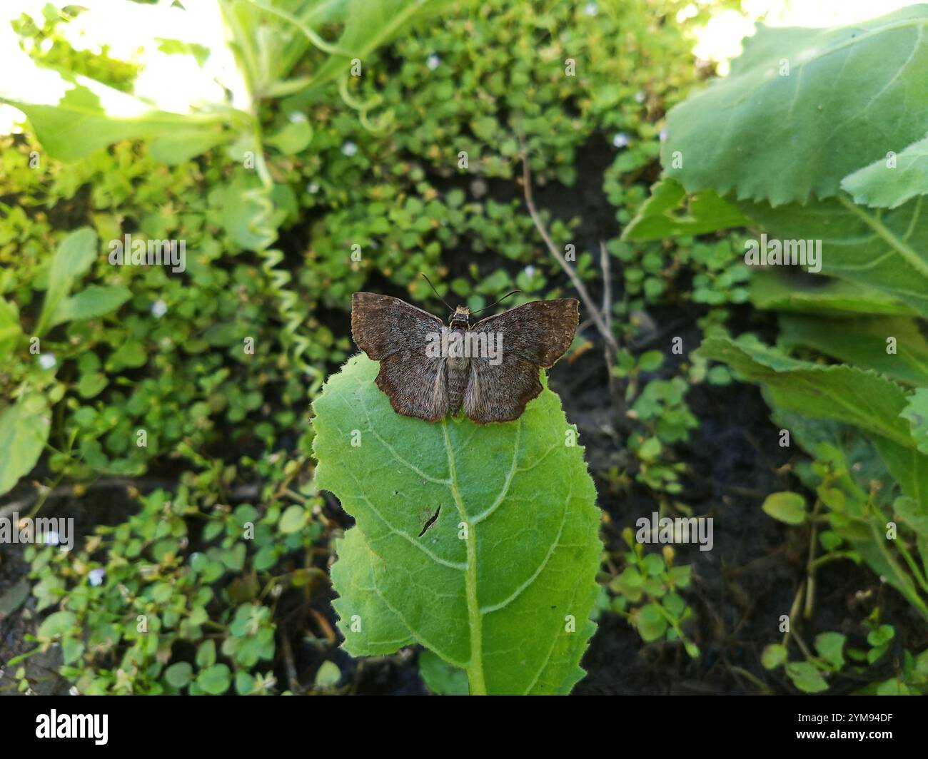 Spurwing hi-res stock photography and images - Alamy