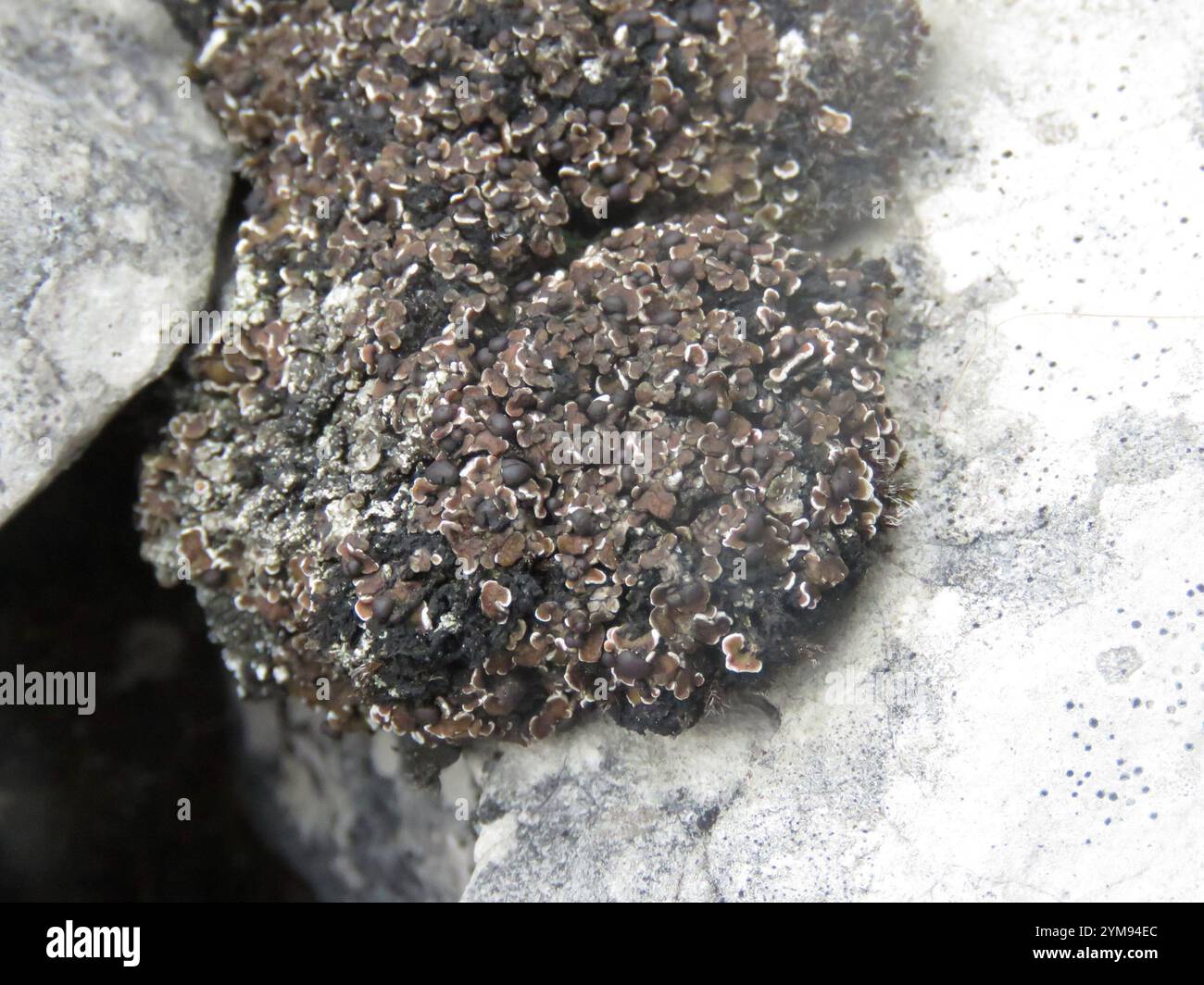 Fishscale Lichens (Psora Stock Photo - Alamy