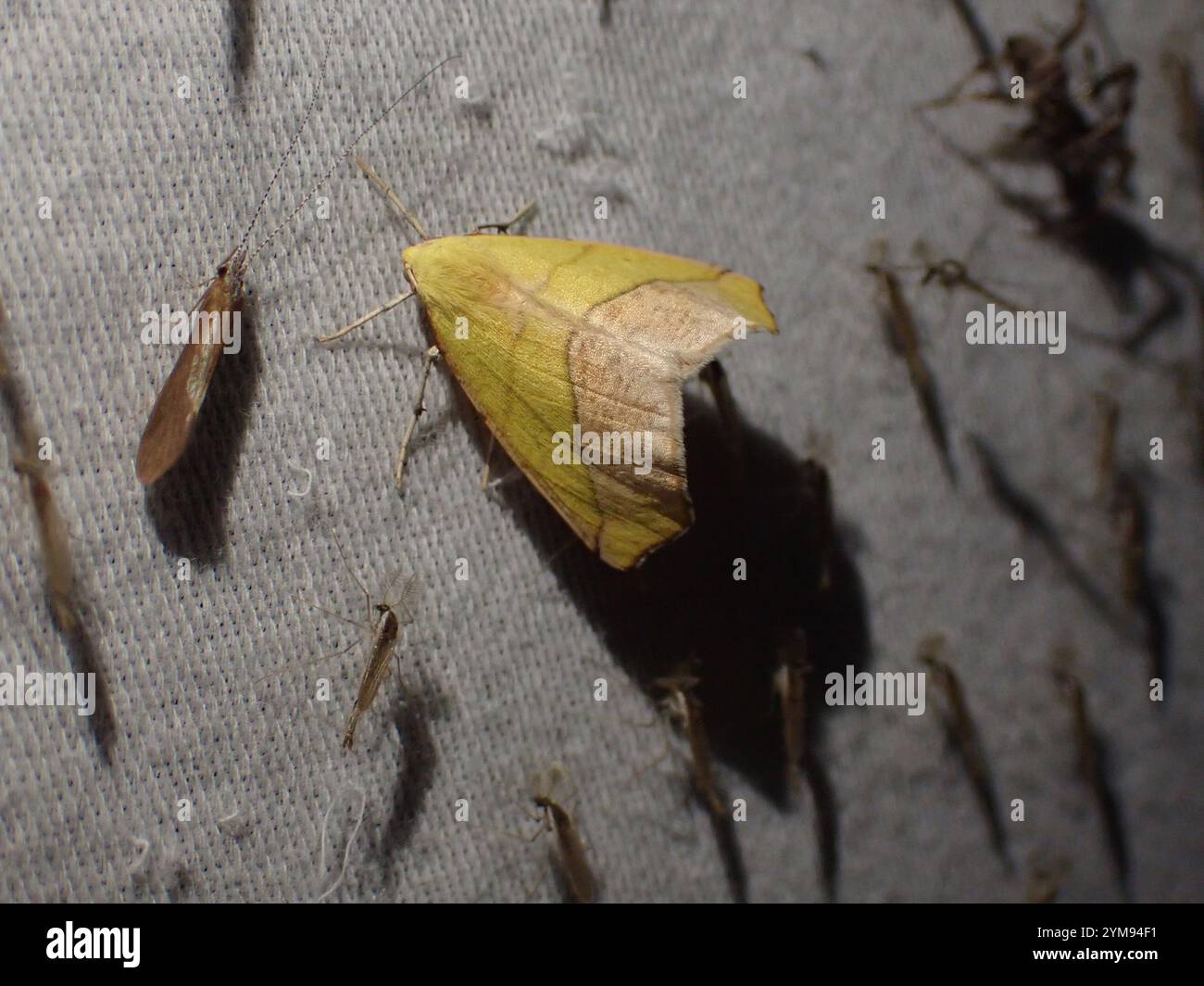 Sharp-lined Yellow (Sicya macularia Stock Photo - Alamy