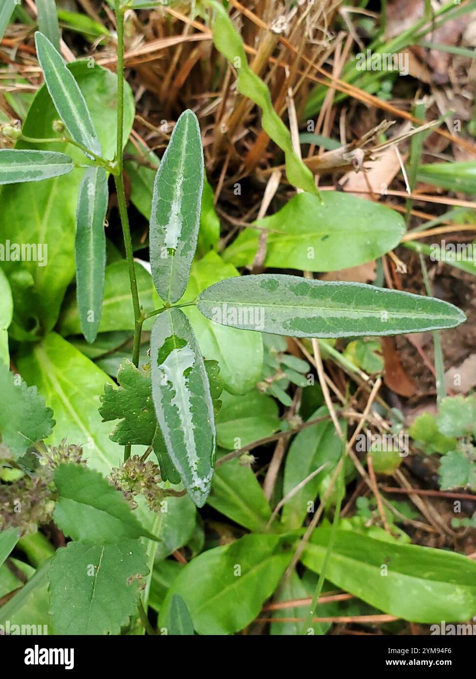 panicled ticktrefoil (Desmodium paniculatum Stock Photo - Alamy