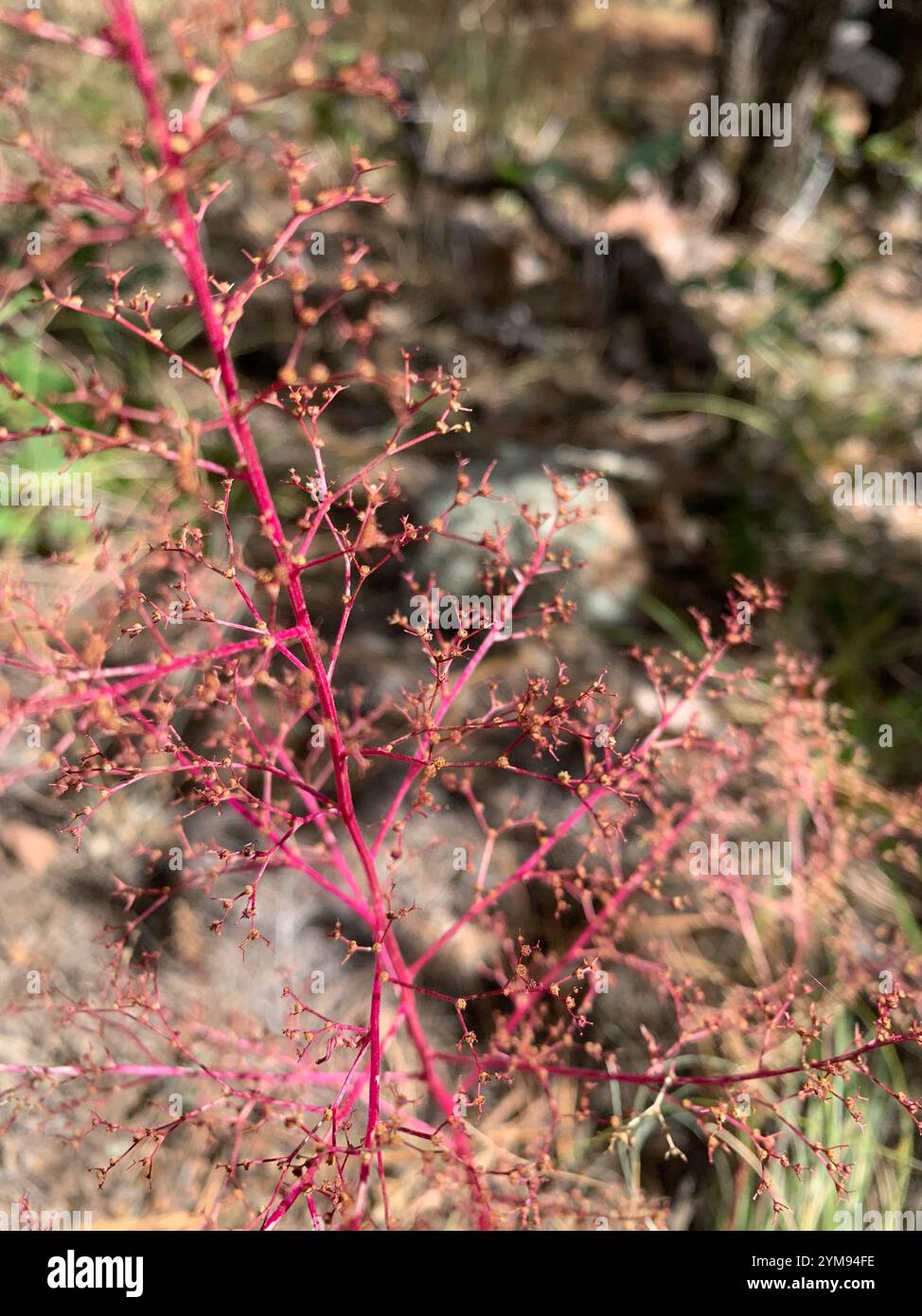 Fetid goosefoot hi-res stock photography and images - Alamy