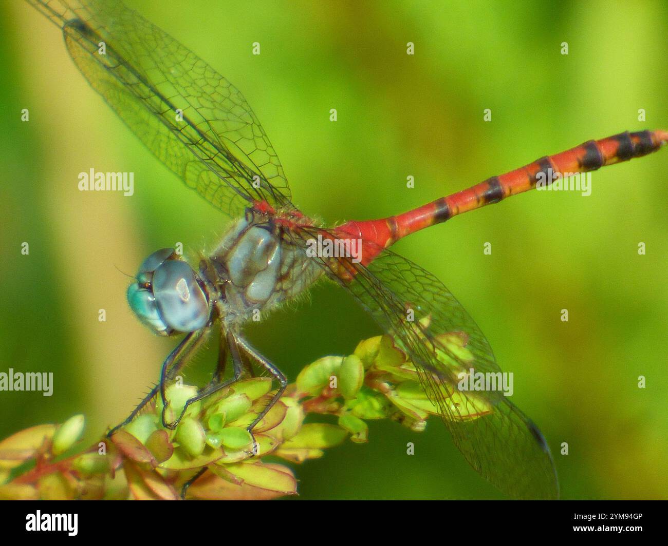 Blue-faced Meadowhawk (Sympetrum ambiguum Stock Photo - Alamy