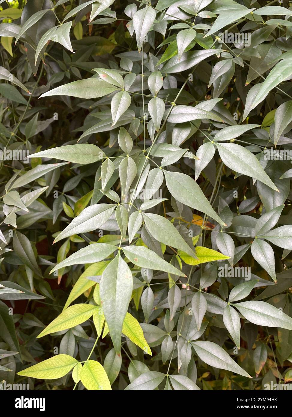 Heavenly bamboo (Nandina domestica Stock Photo - Alamy