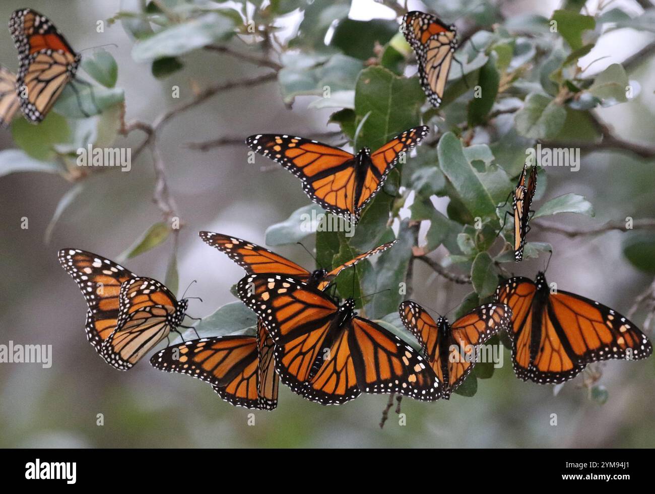 Monarch (Danaus plexippus Stock Photo - Alamy