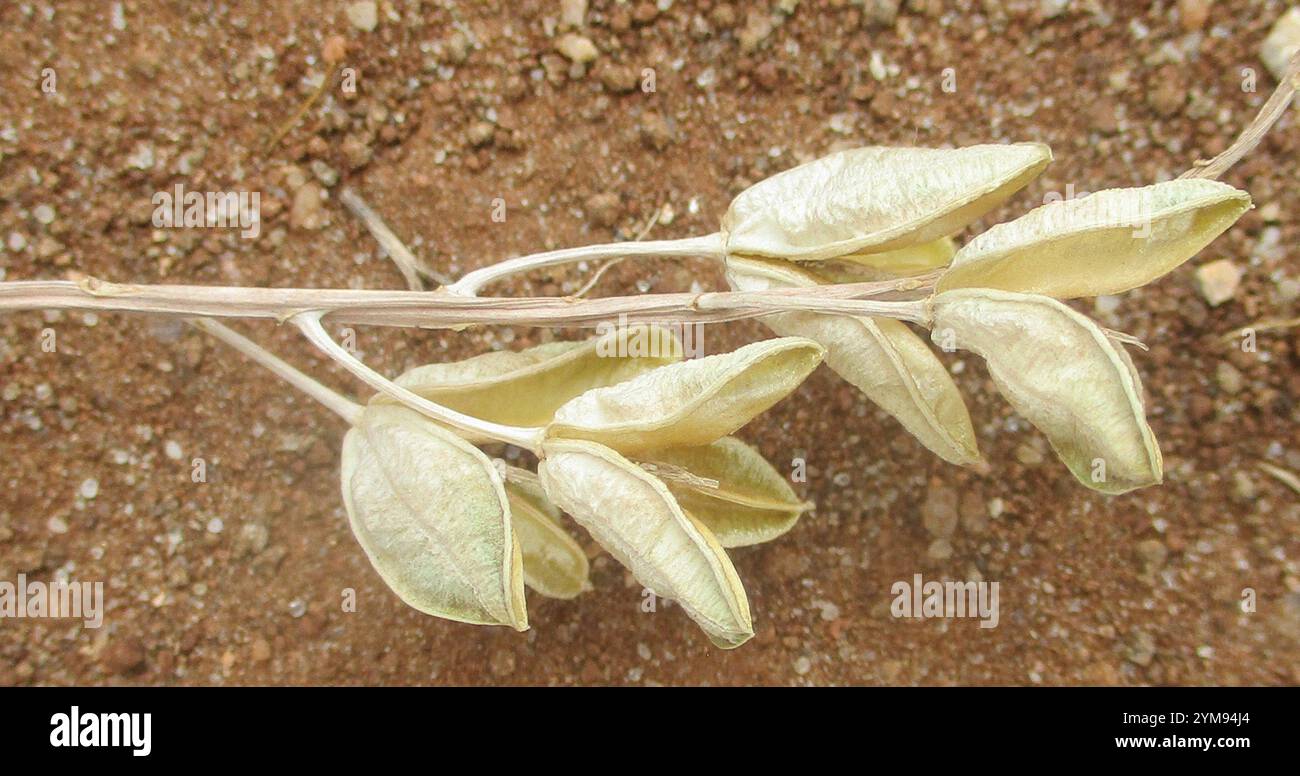 Red Squill (Drimia sanguinea Stock Photo - Alamy