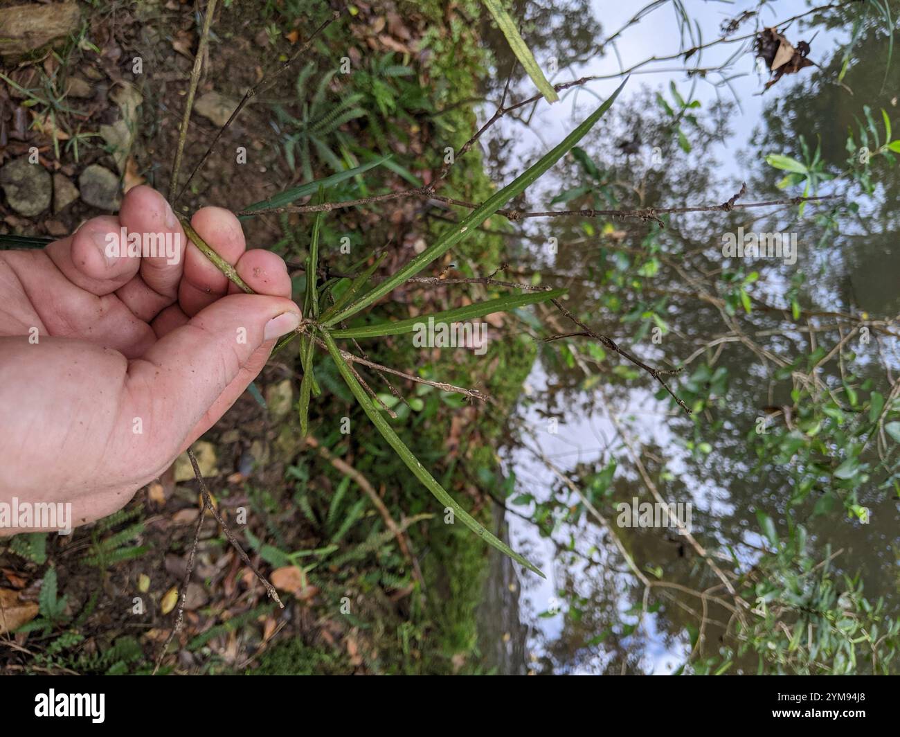narrow-leaved gardenia (Atractocarpus chartaceus Stock Photo - Alamy