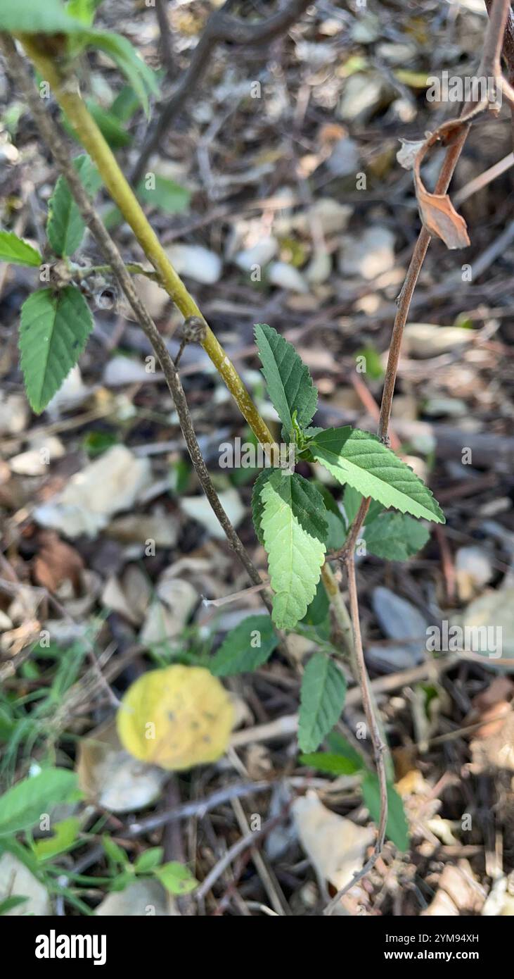 Cuban jute (Sida rhombifolia Stock Photo - Alamy