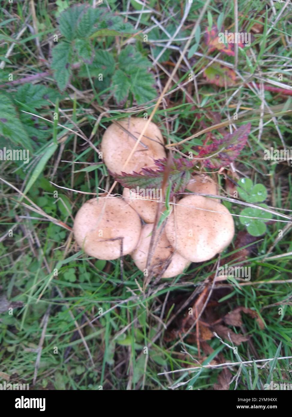 sticky scalycap (Pholiota gummosa Stock Photo - Alamy