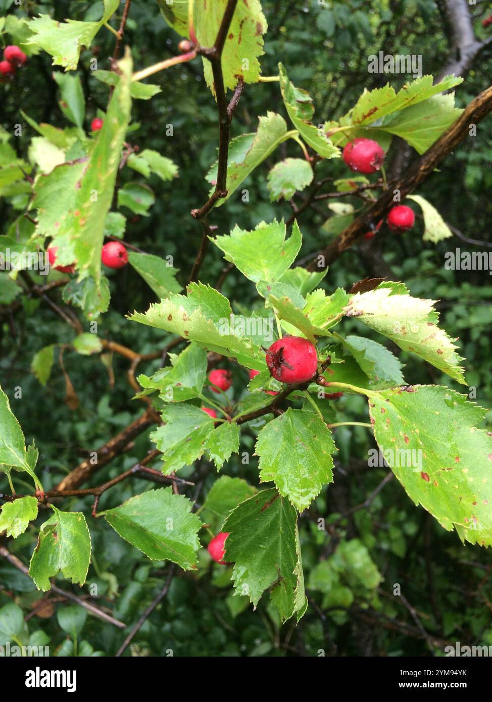Crataegus flabellata hi-res stock photography and images - Alamy