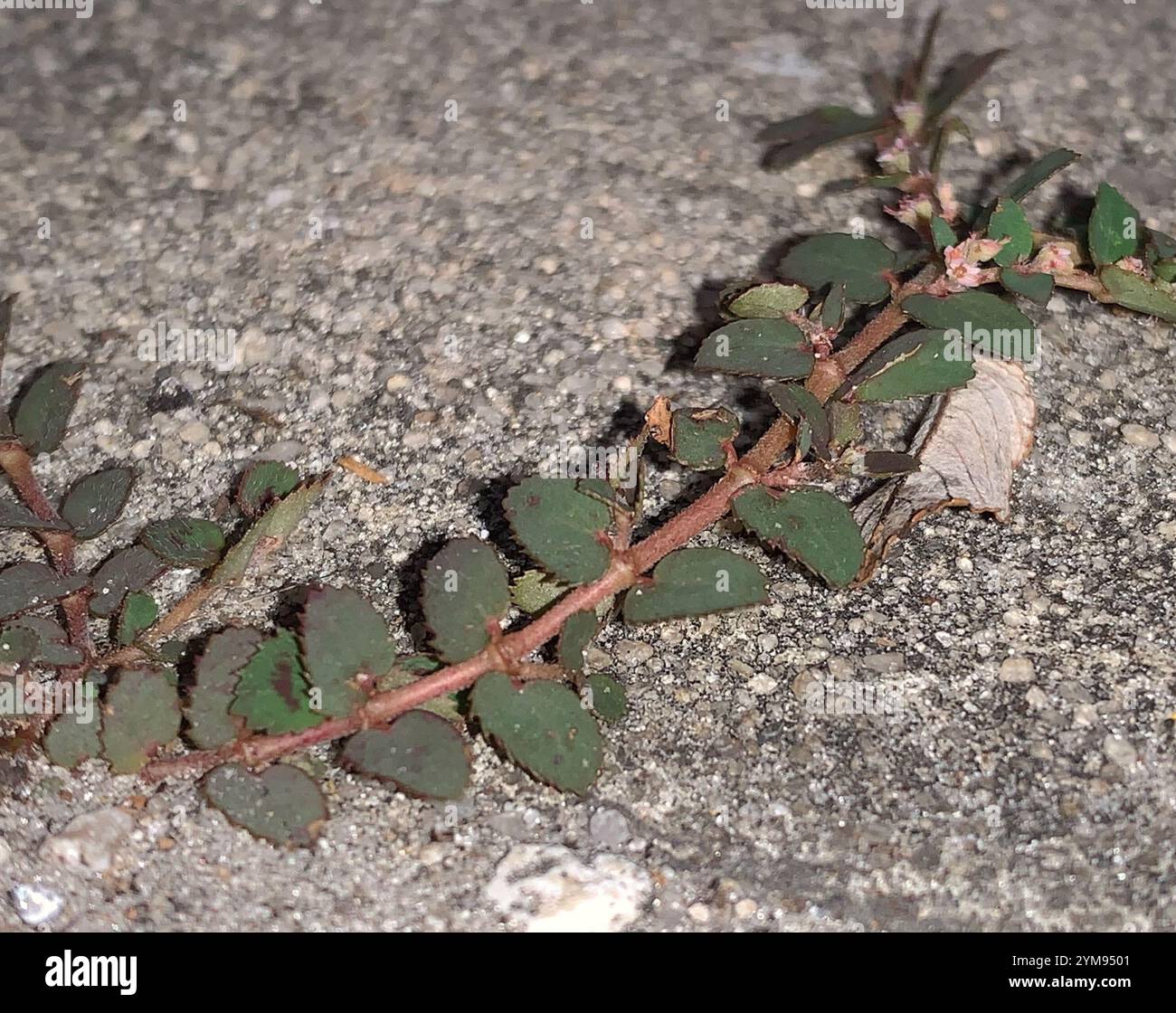Euphorbia thymifolia hi-res stock photography and images - Alamy