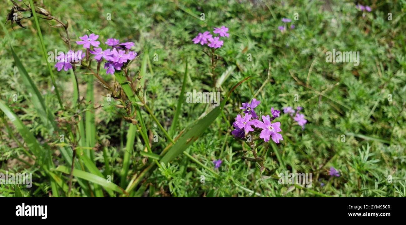 moss verbena (Verbena pulchella Stock Photo - Alamy